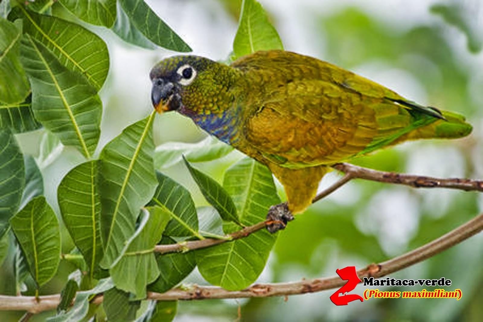 ORNITOLOGIA: março 2015